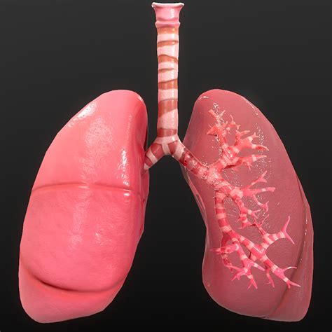 Anatomy Organ Lungs 3D Model TurboSquid 1528728
