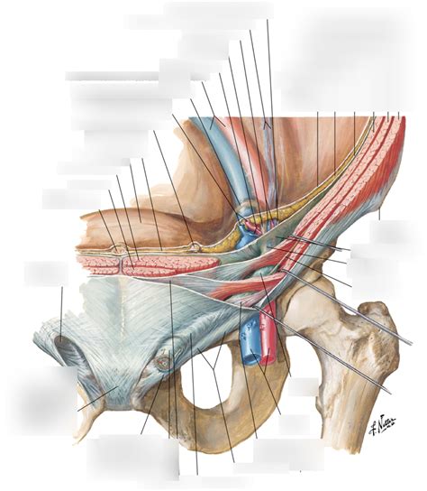 Inguinal Canal Diagram Quizlet