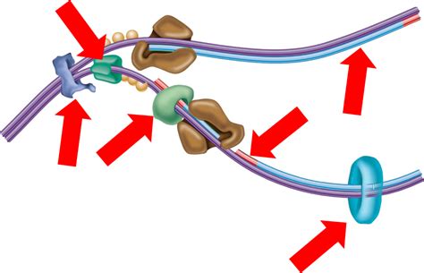 Genetics Final Exam Diagram Quizlet