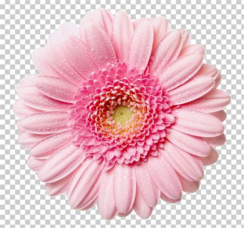 Pink Flowers Rose PNG Clipart Annual Plant Asterales Chrysanths