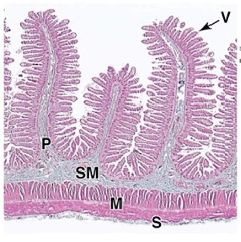 Epithelial Tissues Flashcards Quizlet
