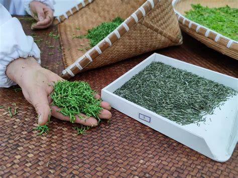 中国传统制茶技艺及其相关习俗申遗成功江苏富春茶点碧螺春雨花茶在列 新华报业网