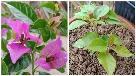 Growing Bougainvillea From Cuttings A Simple Guide Crafty Home Gardens