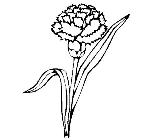 Desenho De Cravo Para Colorir Colorir