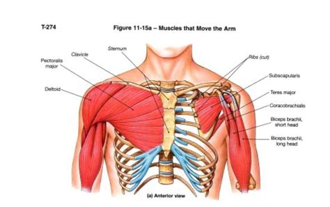 Muscles That Move The Arm Anterior View Diagram Quizlet