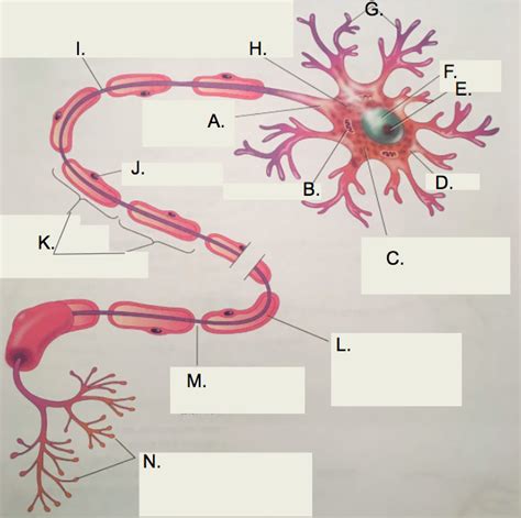 Structure Of A Typical Multipolar Neuron Lab Manual Figure 9 2