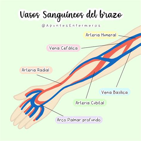 Vasos sanguíneos del Brazo Material de enfermeria Concepto de