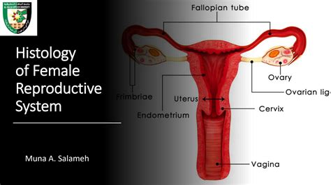 SOLUTION Lecture 21 Histology Of Female Reproductive System Studypool