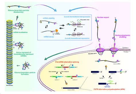 Roles Of RNA Binding Proteins RBPs In The MRNA Life Cycle At The