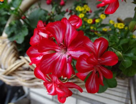 Pelargonie Pelargonium