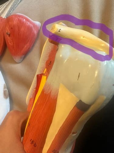 Muscles Of The Arm Lab Practical Study Guide Flashcards Quizlet