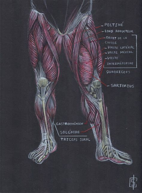D Tail Des Muscles De La Jambe Quadriceps Adducteur Muscle Homme