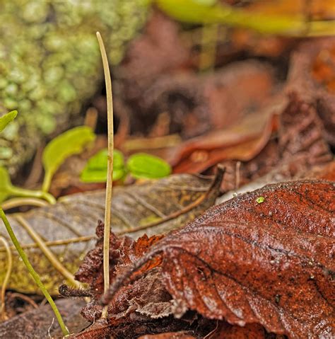 Two Species Of Club Fungi Digital Grin Photography Forum