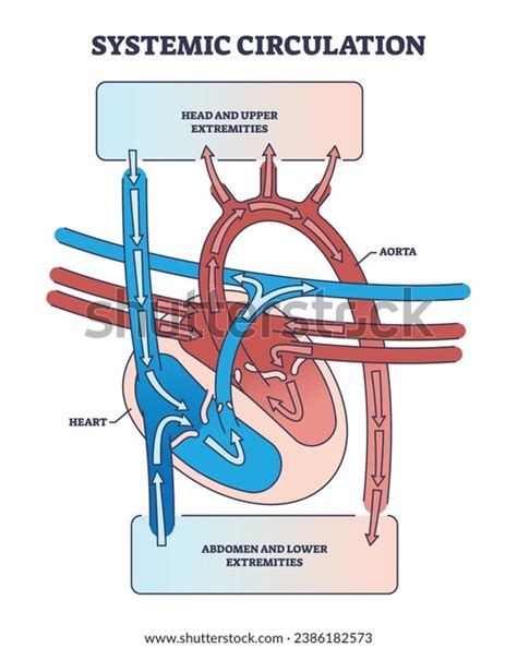 Systemic Circulation Heart Aorta Blood System Stock Vector Royalty