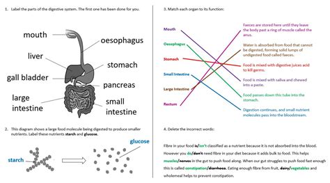 The Digestive System KS3 Year 8 Teaching Resources