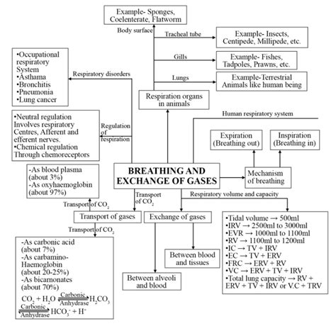 NCERT Solutions For Class 11 Biology Chapter 17 Breathing And Exchange