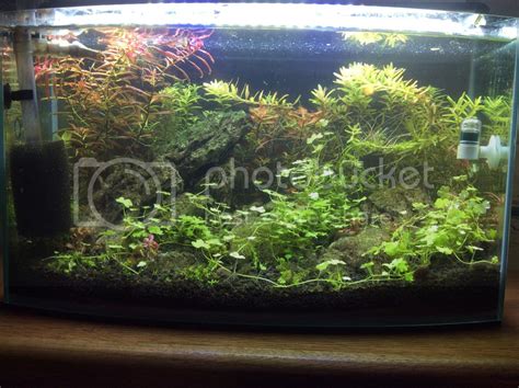Clayman S Mr Aqua Bowfront Iwagumi The Planted Tank Forum