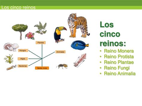 PPT CLASIFICACION DE LOS SERES VIVOS PowerPoint Presentation Free