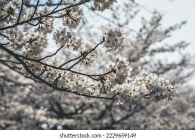 649 Heian Shrine Sakura Images Stock Photos Vectors Shutterstock