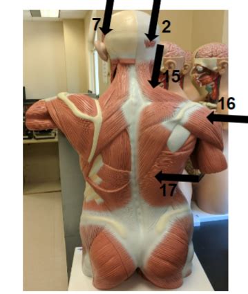 Torso Muscles Part Diagram Quizlet