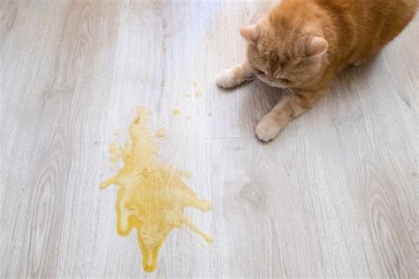 Comment Enlever L Odeur De Pipi De Chat Comment Enlever