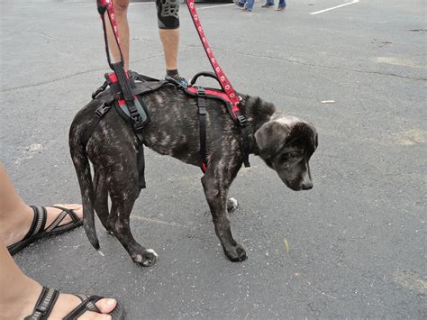 Paralizia La Caini Cauze Si Tratament Veterinar La Domiciliu Bucuresti
