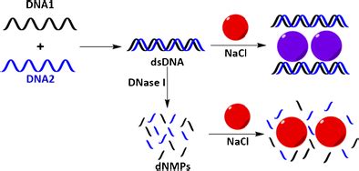Scheme For The Principle Of AuNP Based Colorimetric Sensor For DNase I
