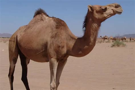 The Camel And The Eye Of A Needle Deshen Daily
