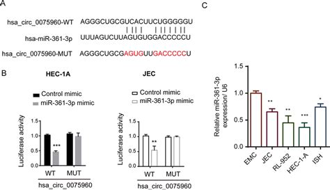 Hsa Circ 0075960 Bond And Negatively Regulated MiR 361 3p A Predicted