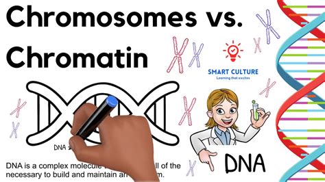 What Is The Difference Between Chromosomes And Chromatin YouTube