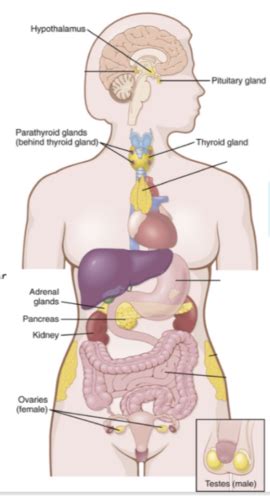 Lecture 50 51 Endocrine Physio 15 16 Flashcards Quizlet