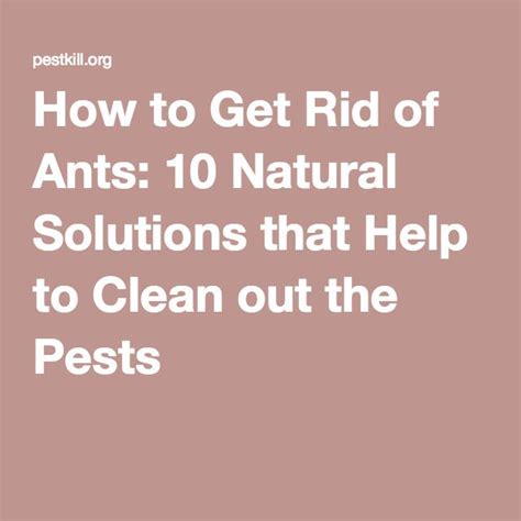 How To Get Rid Of Ants 10 Natural Solutions That Help To Clean Out The