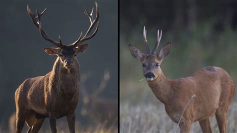 Quelles différences entre un chevreuil et un cerf French HCNTimes