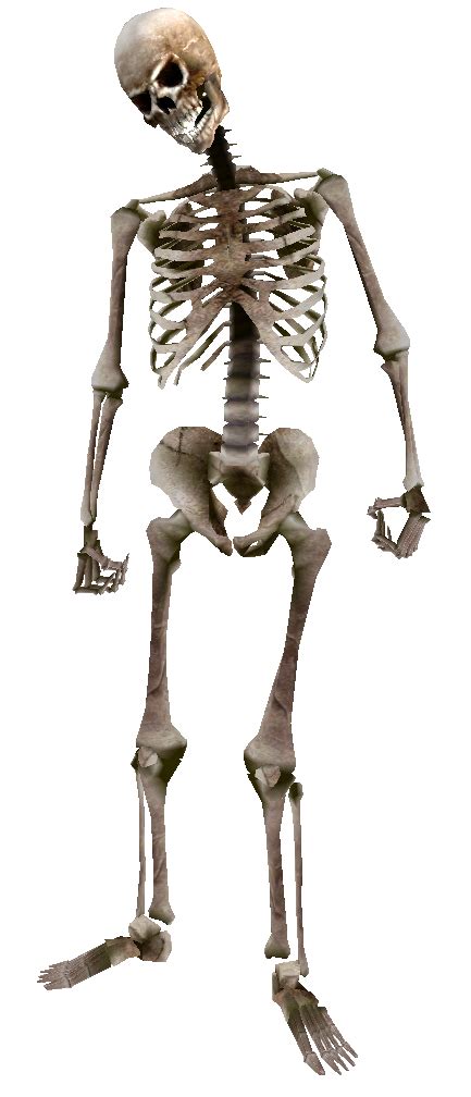 Collection Of Skeleton PNG PlusPNG