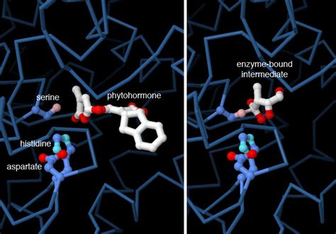 Pdb Molecule Of The Month Phytohormone Receptor Dwarf