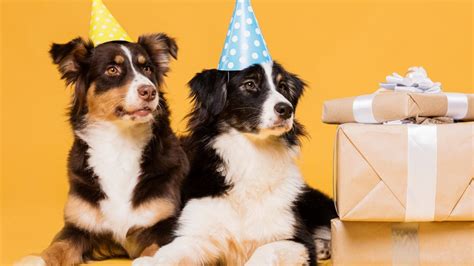 Día Mundial del Perro aprenda cómo cuidar a su animal de compañía