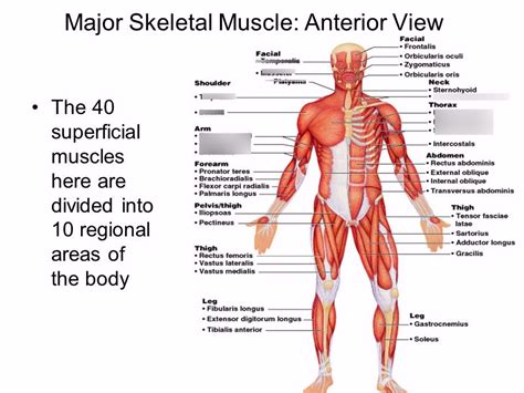 Honors Anatomy And Physiology Superficial And Deep Muscles Of The Face
