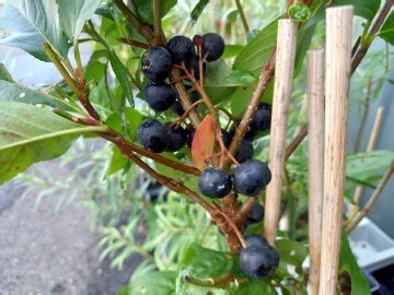 Appelbes Planten En Verzorgen Fruitbomen Net