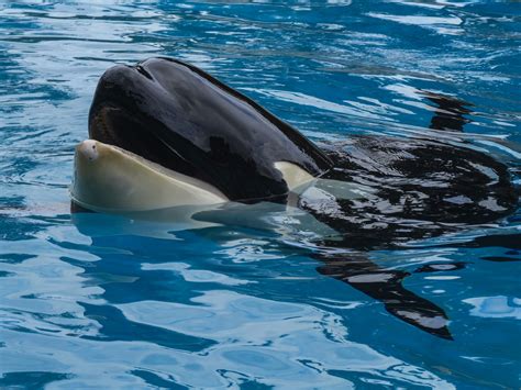 Orca Whale Free Stock Photo Public Domain Pictures