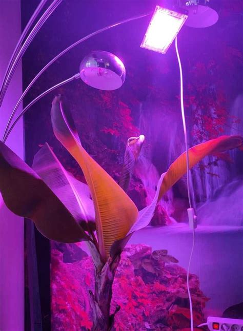 Panel LED lampa do uprawy roślin LED GROW 50W Jastrzębie Zdrój OLX pl