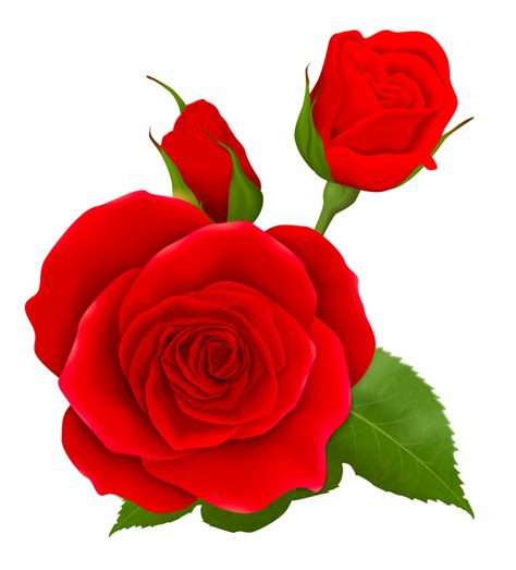 Rose Flowers Png Clipart Best Flower Site