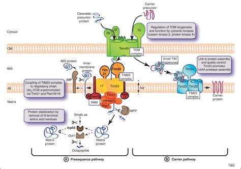 Mitochondrial Protein Import From Transport Pathways To An Integrated