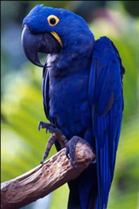 Curaçao bleu Photo perroquet Oiseaux colorés Oiseaux