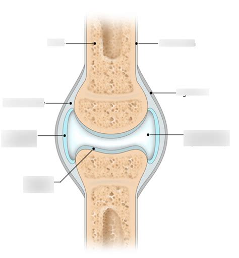 Synovial Joints Diagram Quizlet