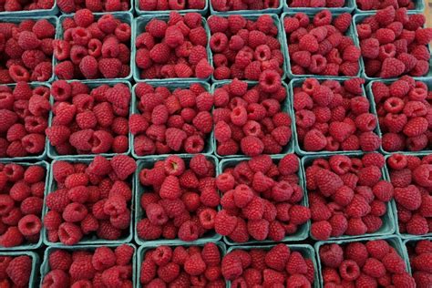 Free Images Raspberry Fruit Berry Sweet Flower Food Red
