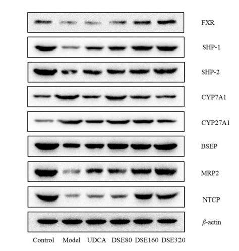 ABCB11 Antibody Affinity Biosciences LTD 亲科生物官网