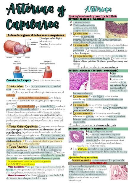 Histolog A De Las Arterias Y Capilares Abigail Huarca Huerta Udocz