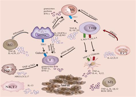 Frontiers Immunotherapy Reshape The Tumor Immune Microenvironment