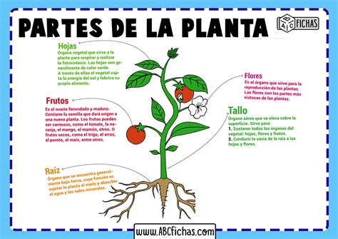 Estructura De La Planta ABC Fichas