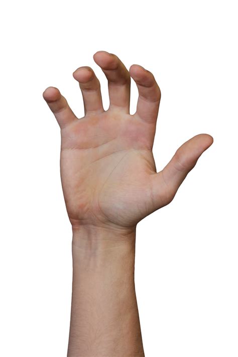 Free Human Hands Carry Gestures Realistic Images 19014239 PNG With